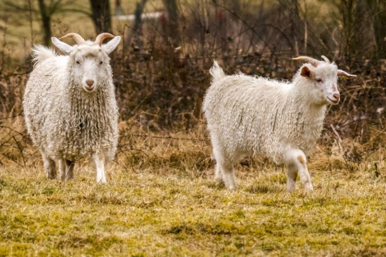 Breed Profile: Angora Goats - Goat Journal